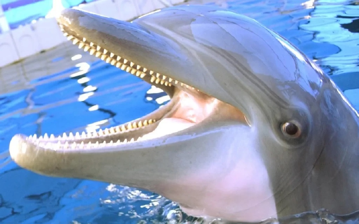 ‘Lonely’ Dolphin’s ‘Playful’ Bites Wreaking Havoc At Serene Japanese ...